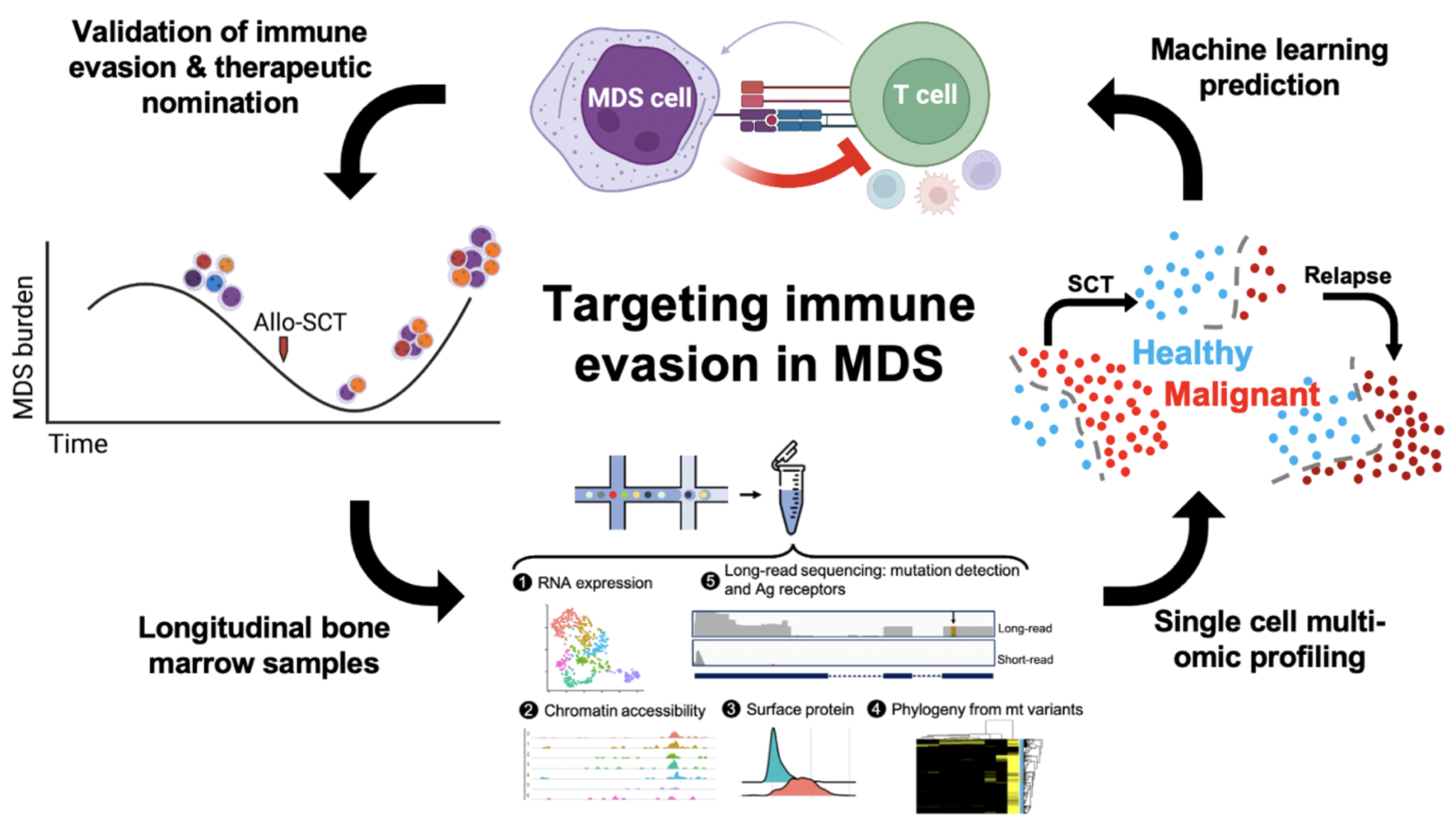 Bachireddy, Pavan, M.D. - EvansMDS