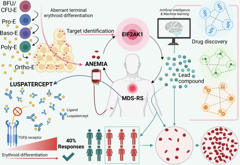 Colla, Simona, Ph.D. 2023 - EvansMDS