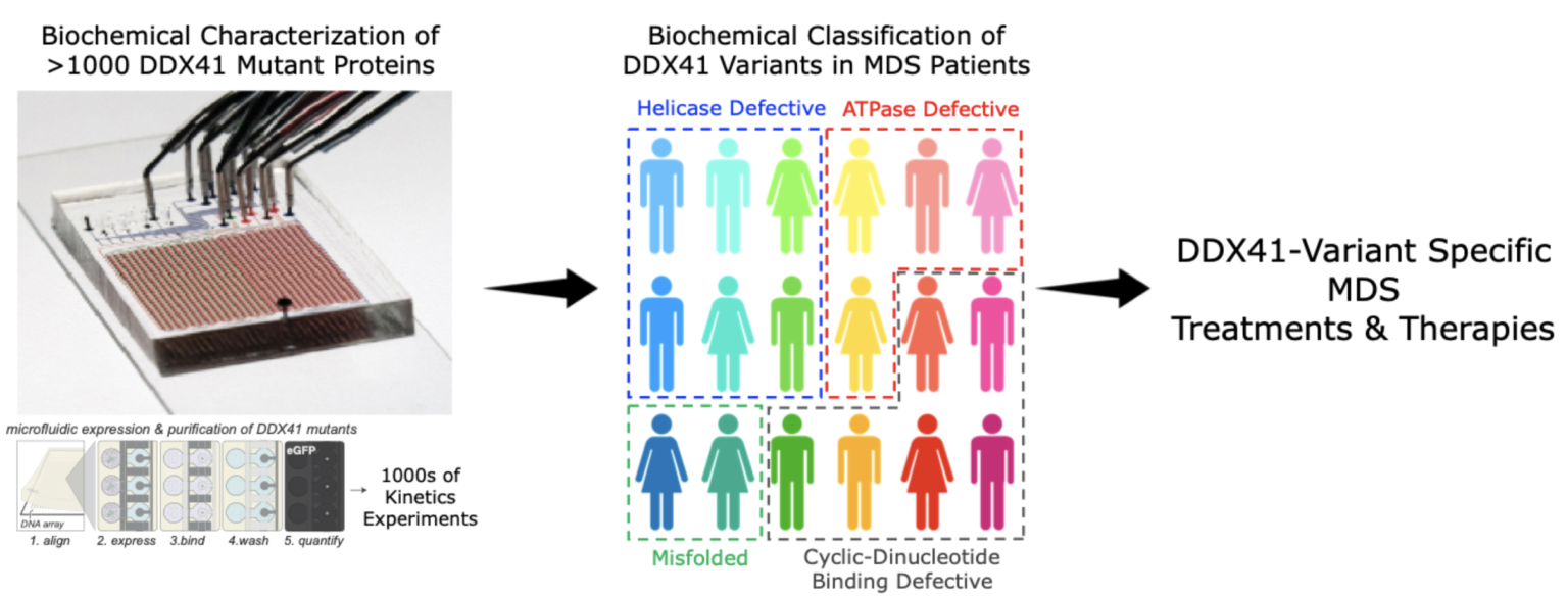 Hoskins, Aaron A., Ph.D. 2023 - EvansMDS