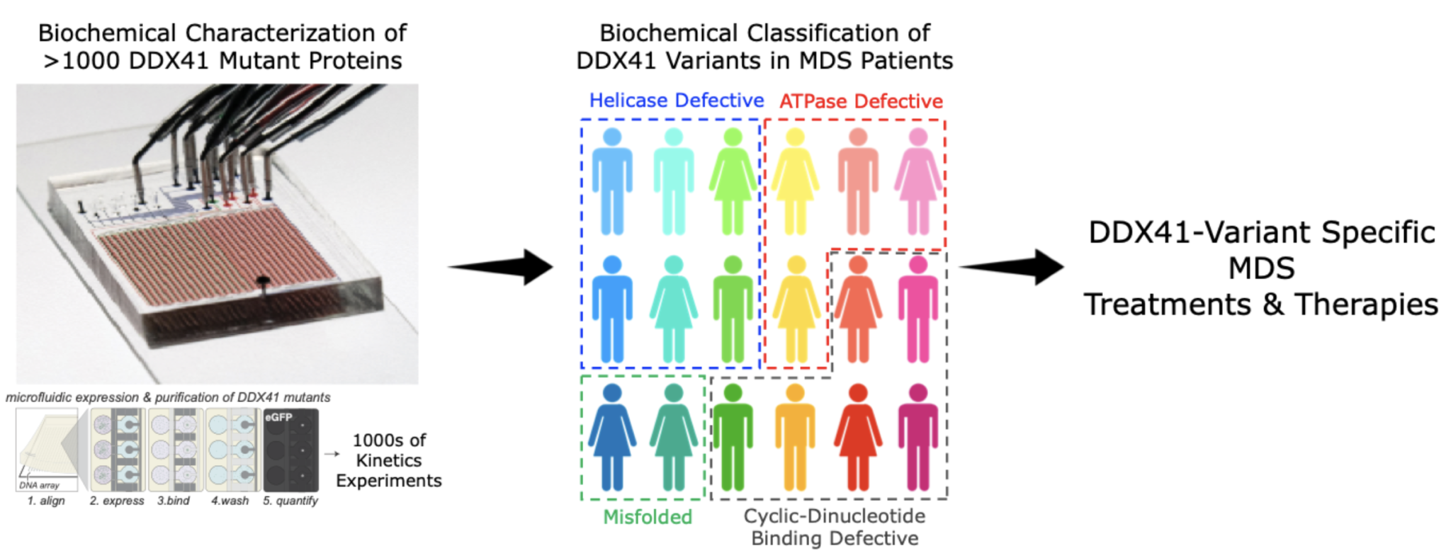 Hoskins, Aaron A., Ph.D. 2023 - EvansMDS