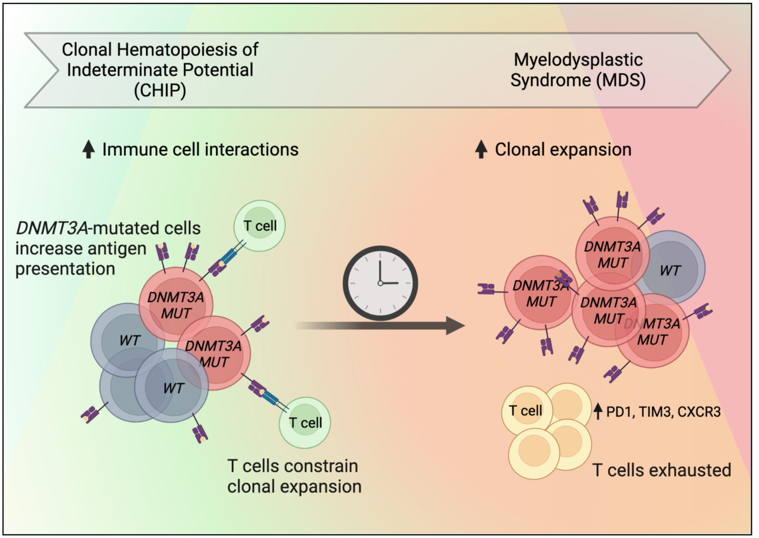 van Galen, Peter, Ph.D. - EvansMDS