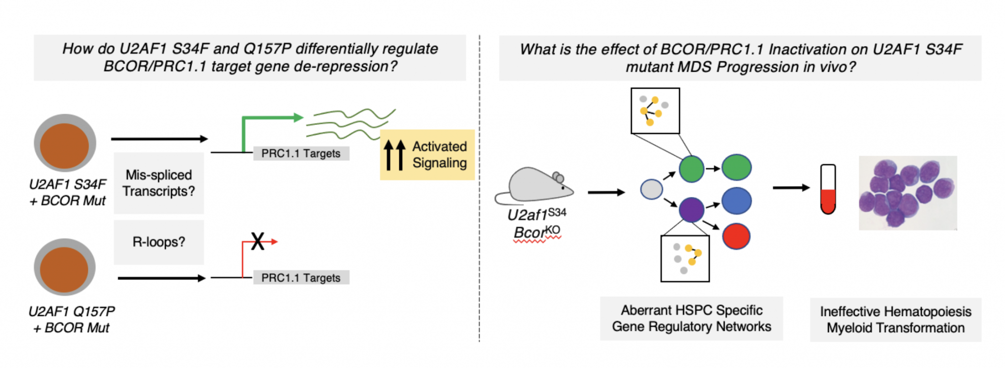 Vedula, Rahul S., M.D. - EvansMDS